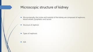 Renal intro, blood flow JGA & RAS.pptx