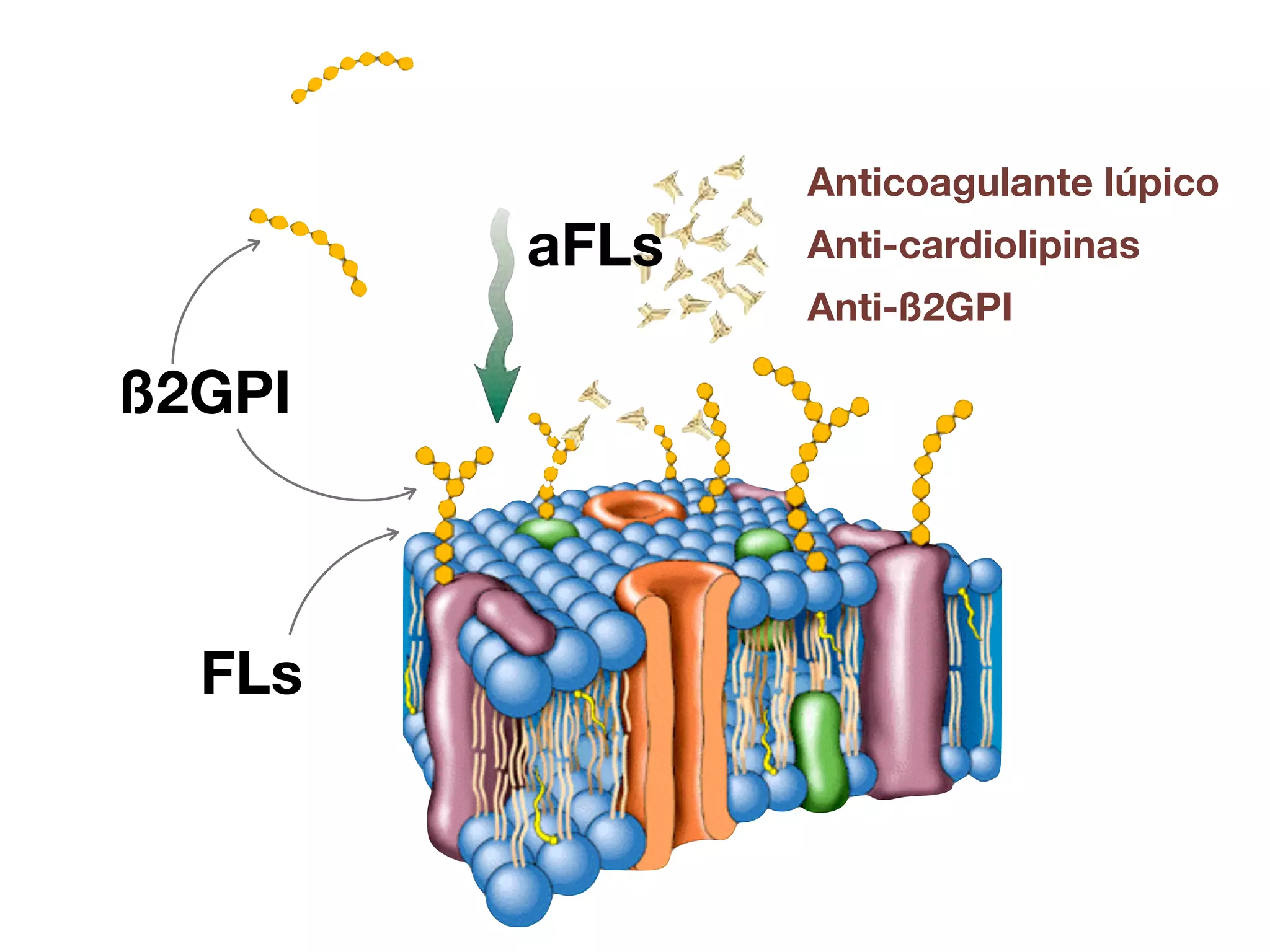 Renal involvement in antiphospholipid syndrome (nat rev nephrol 2014) | PPT