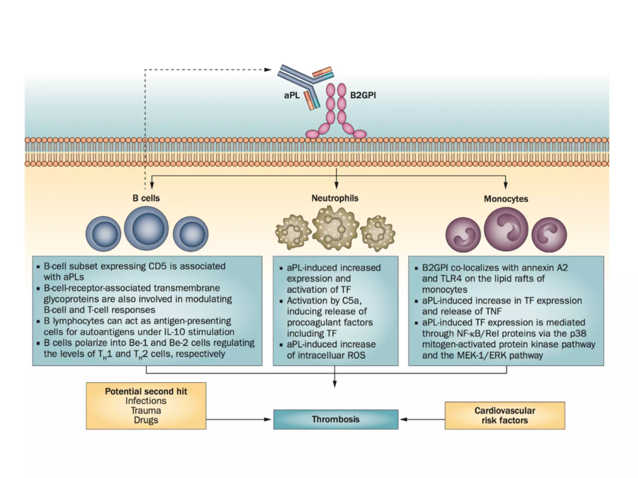 Renal involvement in antiphospholipid syndrome (nat rev nephrol 2014) | PPT