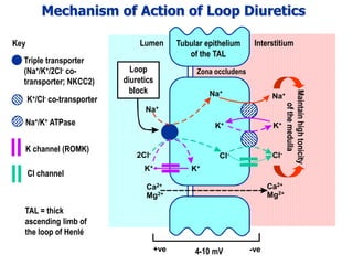 Renal lecture 1 and 2 2017 18_jap | PPT