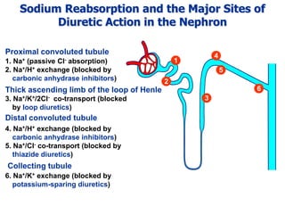 Renal lecture 1 and 2 2017 18_jap | PPT