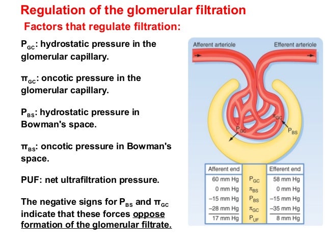 dr fawzy lecture 13