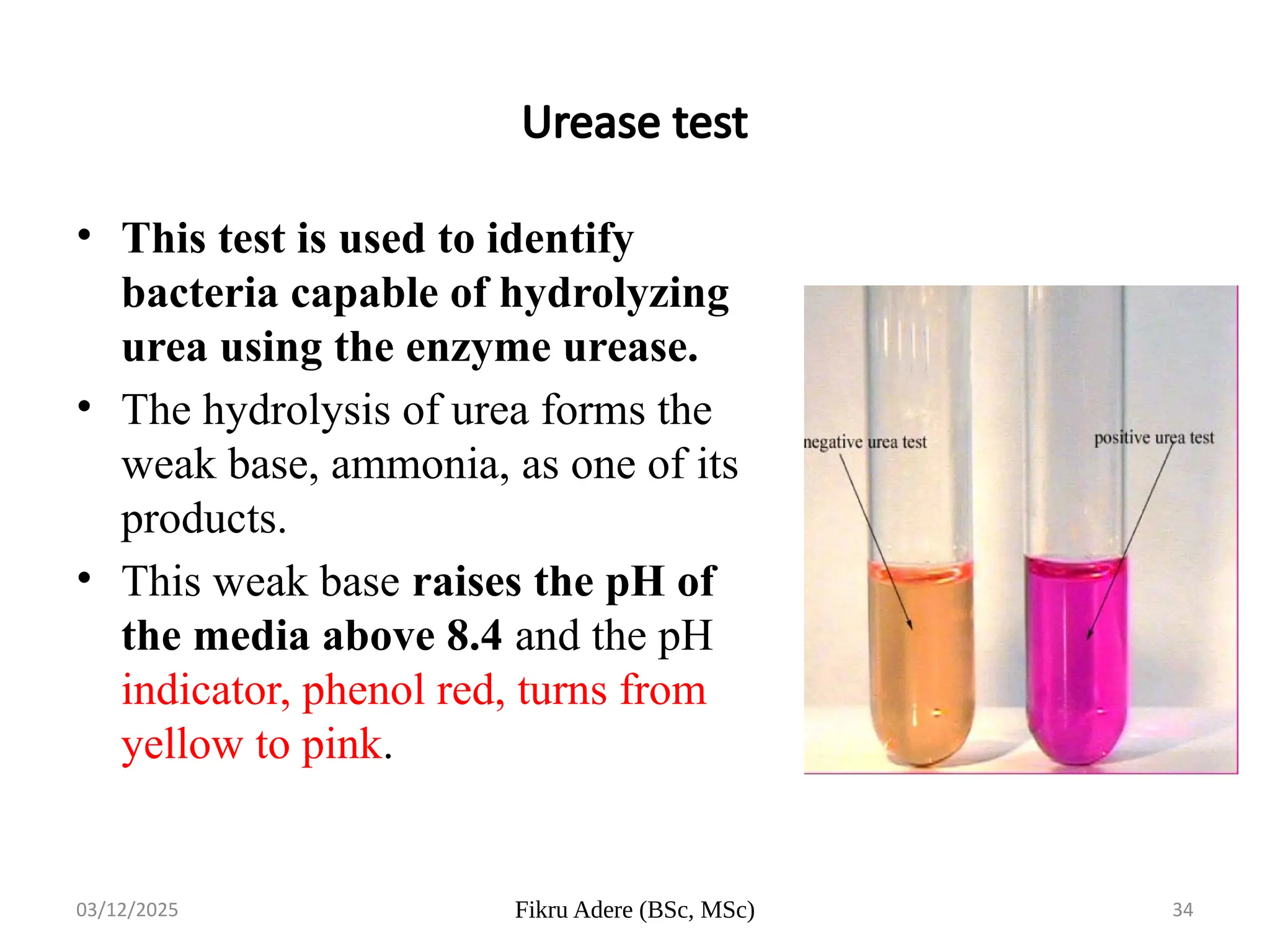 renal module.pptx microbiology of renal module | PPTX