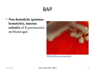 renal module.pptx microbiology of renal module | PPTX