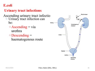 renal module.pptx microbiology of renal module | PPTX