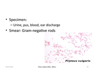 renal module.pptx microbiology of renal module | PPTX
