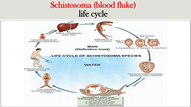 renal module 2022.pdf