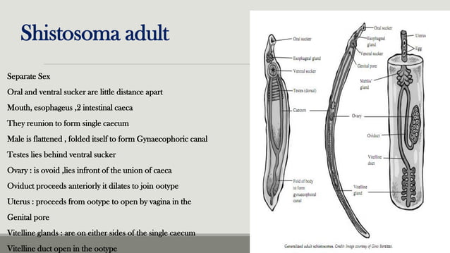 renal module 2022.pdf