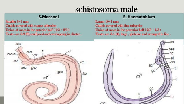 renal module 2022.pdf