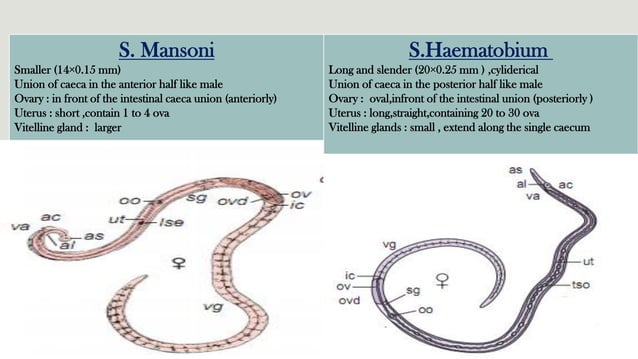 renal module 2022.pdf
