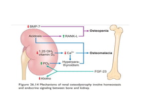 Renal osteodystrophy on patients with chronic kidney disease.pptx