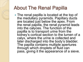 Renal Papilla Function | PPTX