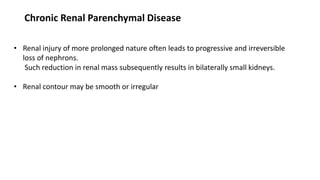 Renal Parenchyma