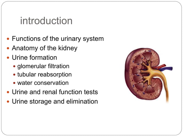 Renal_Pathology in the human pathology of the kidney | PPT