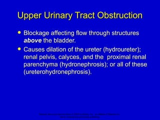 Renal Pathologyeducation good and at.ppt