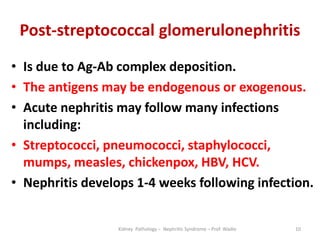 Renal pathology the nephritic syndrome- prof wadie | PPTX