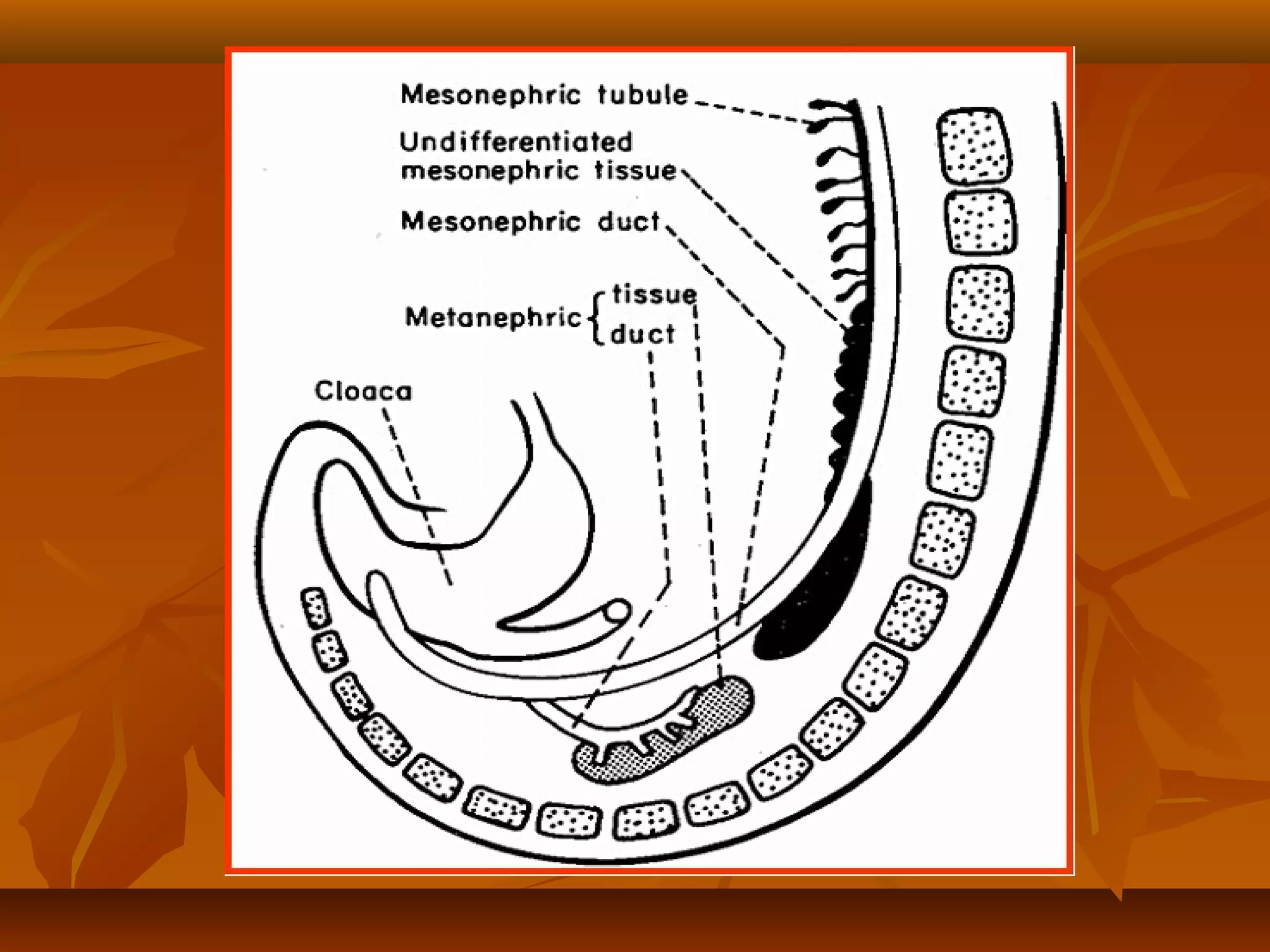 Renal pathology (dr magdy ismail) copy | PPT