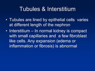 Renal pathology i | PPT