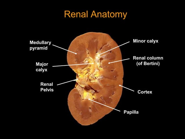 Renal pathology i | PPT