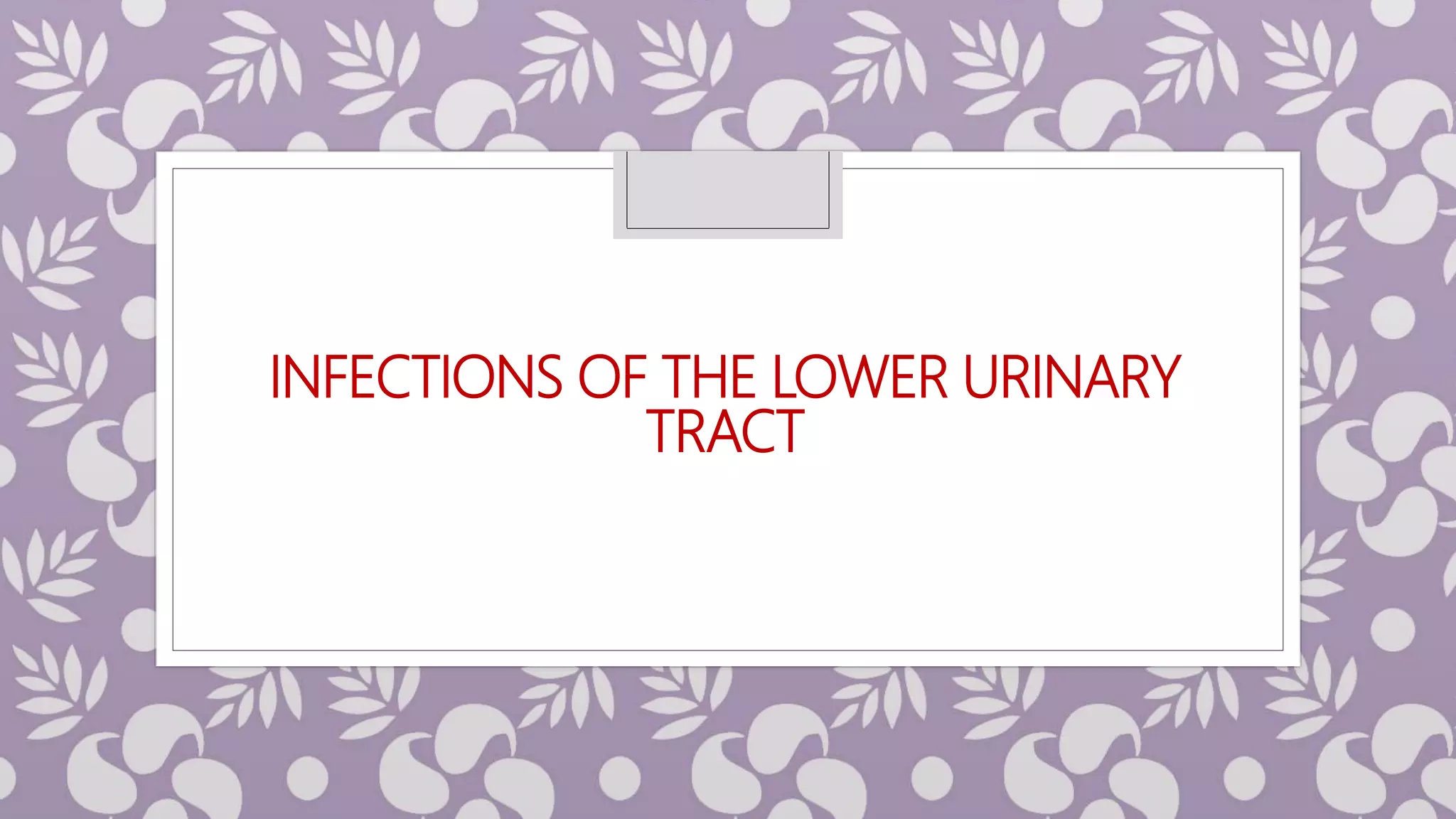 Renal pathology lecture 2&3. Infection of upper and lower urinary tract ...