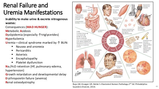 Renal Pathology Lectures_Ppt Series (4 in 1)