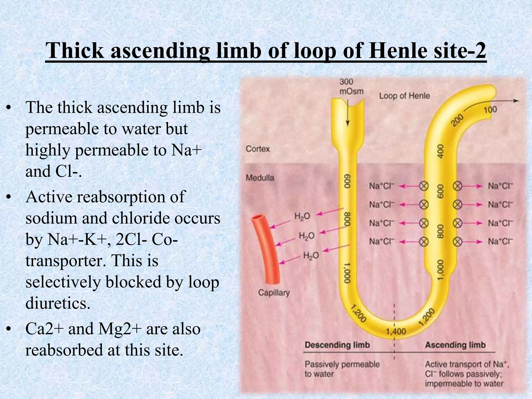 Renal pharmacology | PPTX