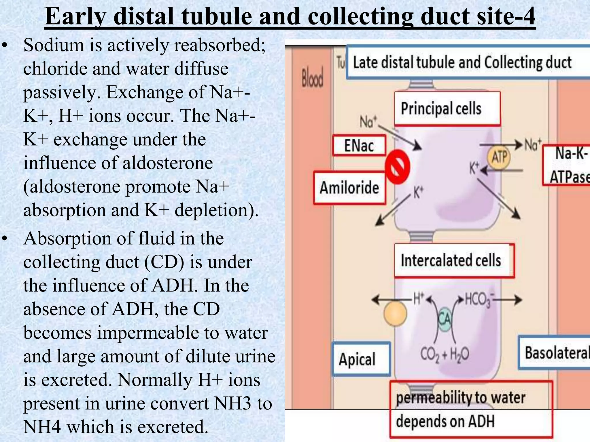 Renal pharmacology | PPTX