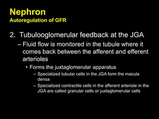 Renal Phsyiology.ppt