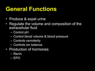 Renal Phsyiology.ppt