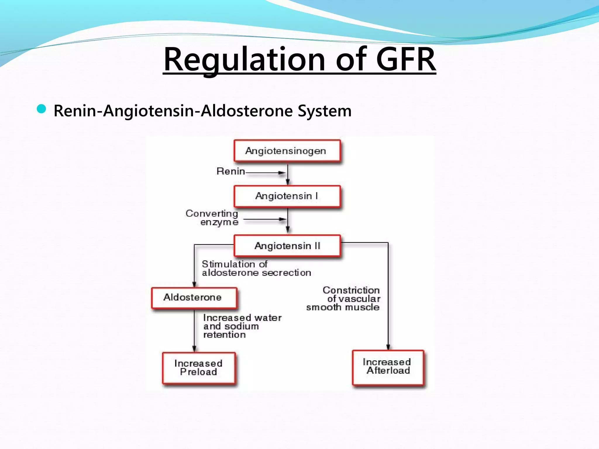 Renal phsyiology edited | PPT