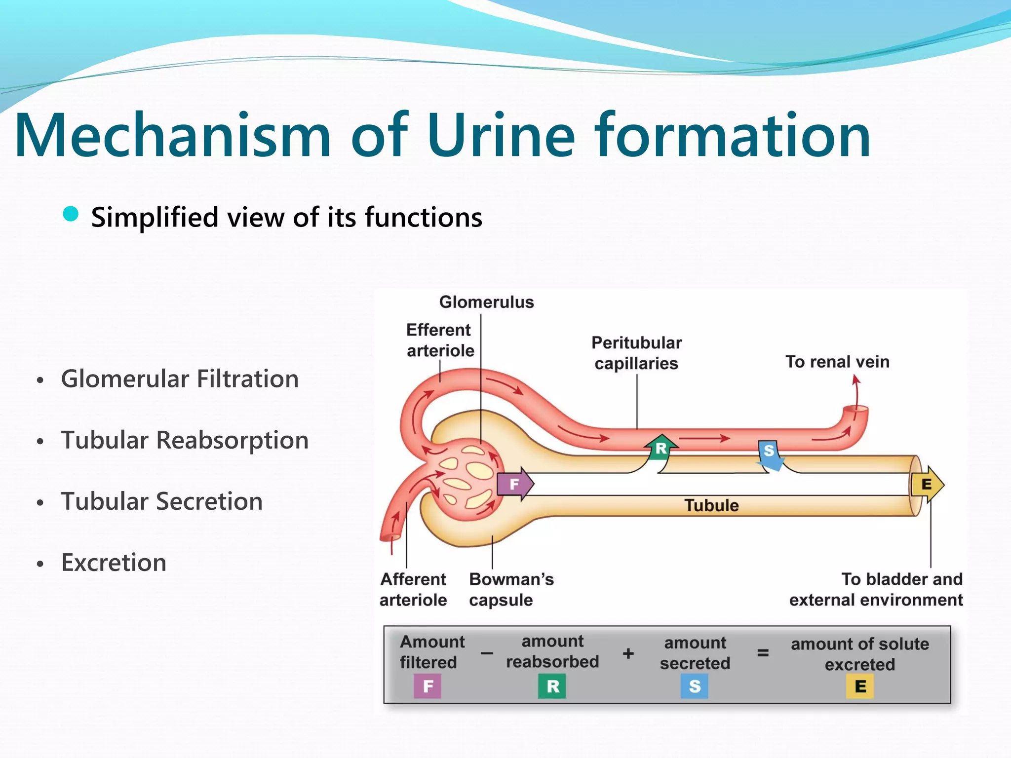 Renal phsyiology edited | PPT