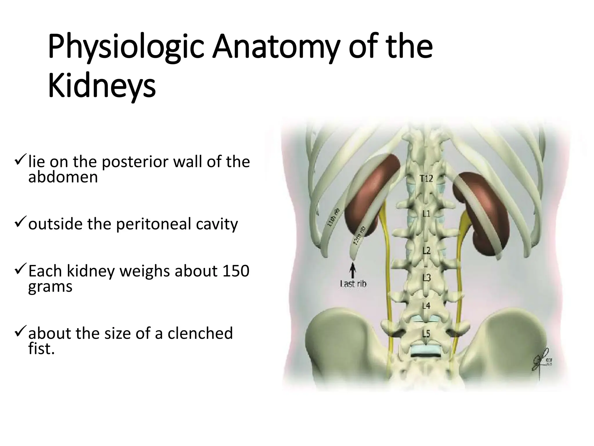 Renal Physiolgy.pdf - kidney and functions | PDF