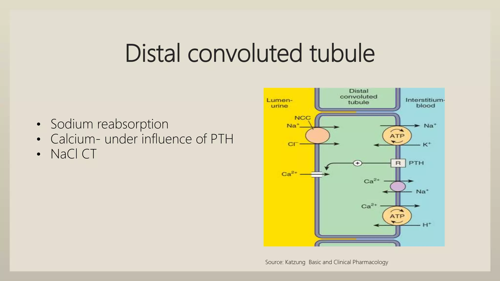 Renal physiological function | PPTX