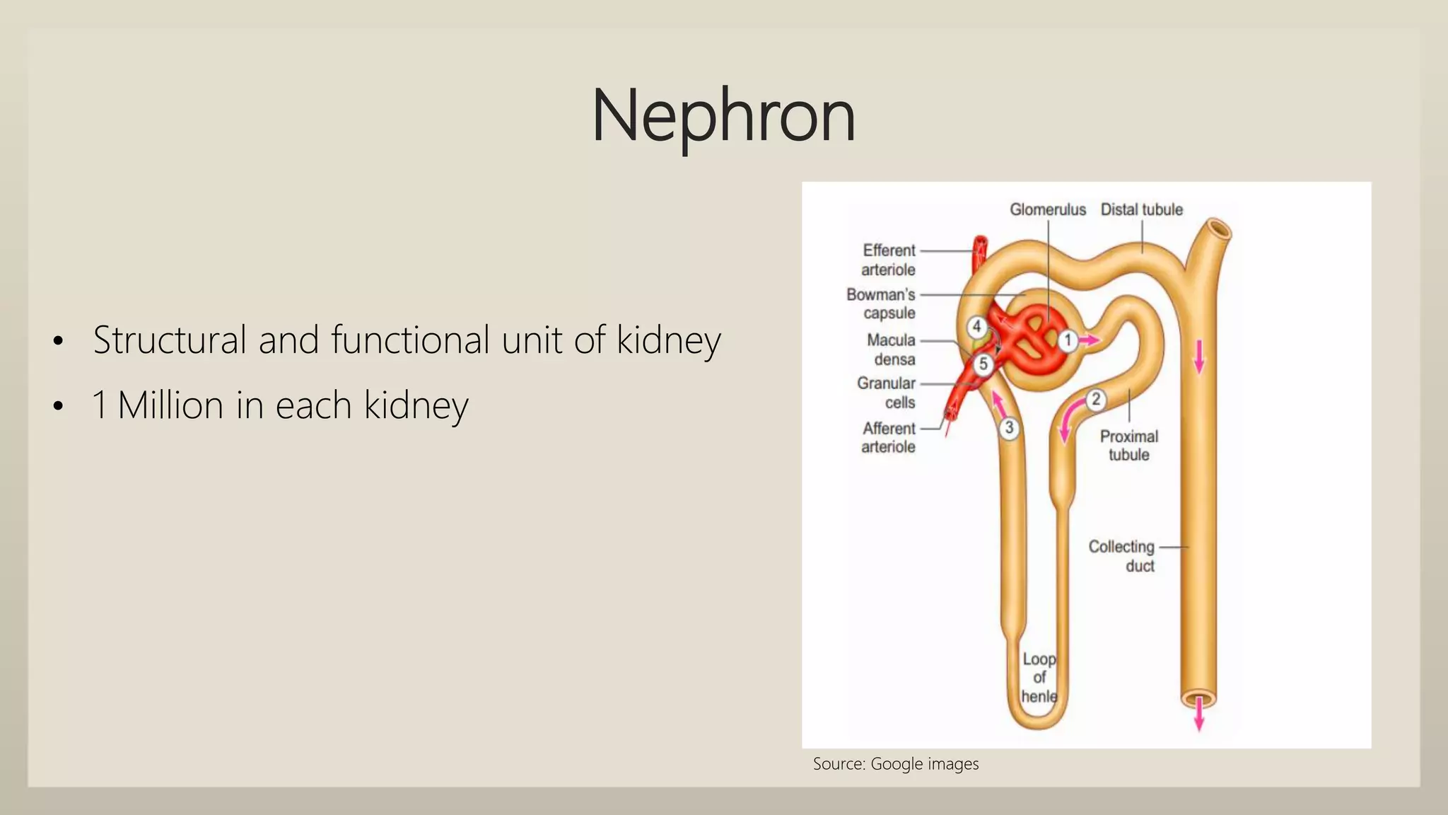 Renal physiological function | PPTX
