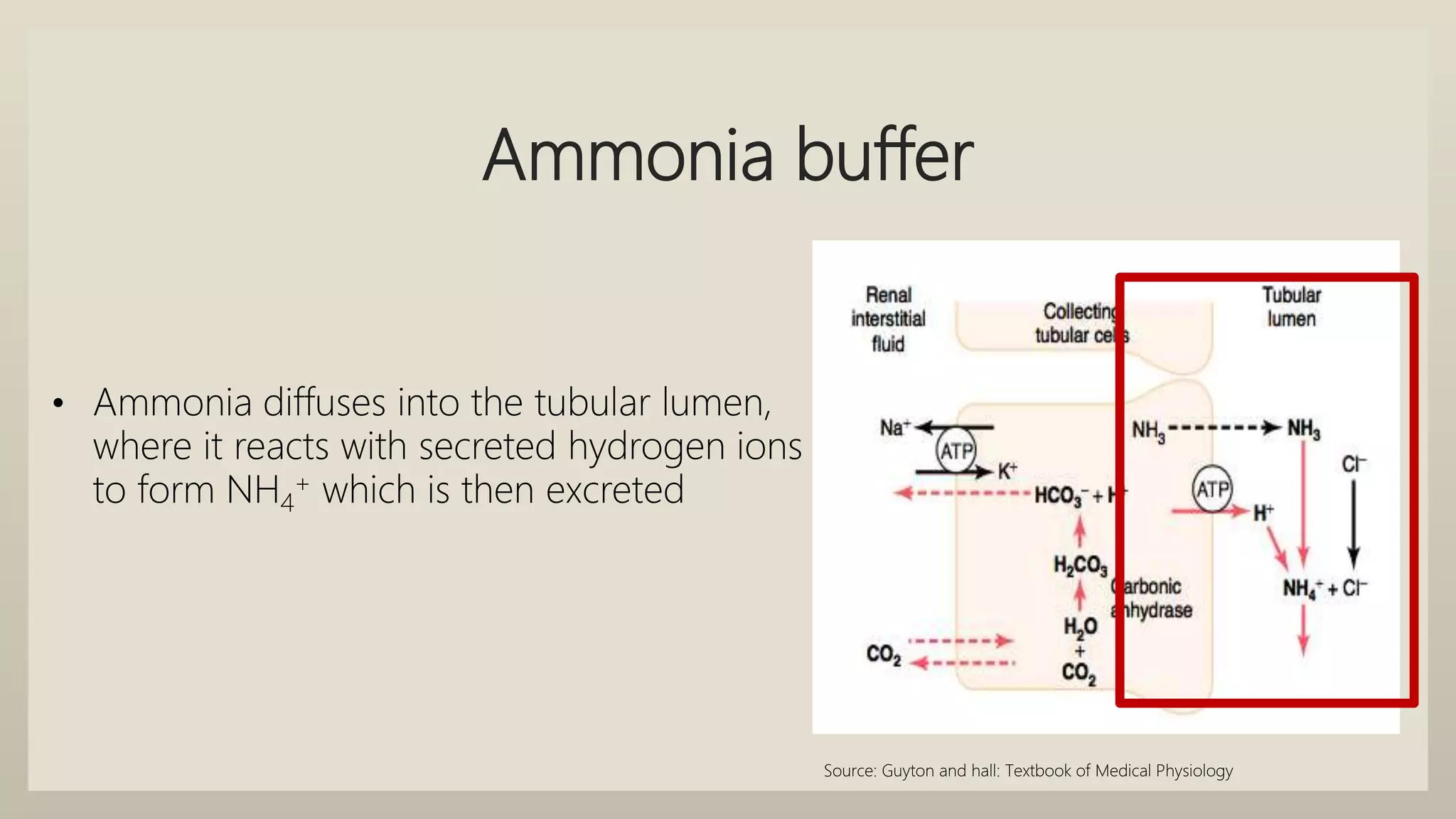 Renal physiological function | PPTX