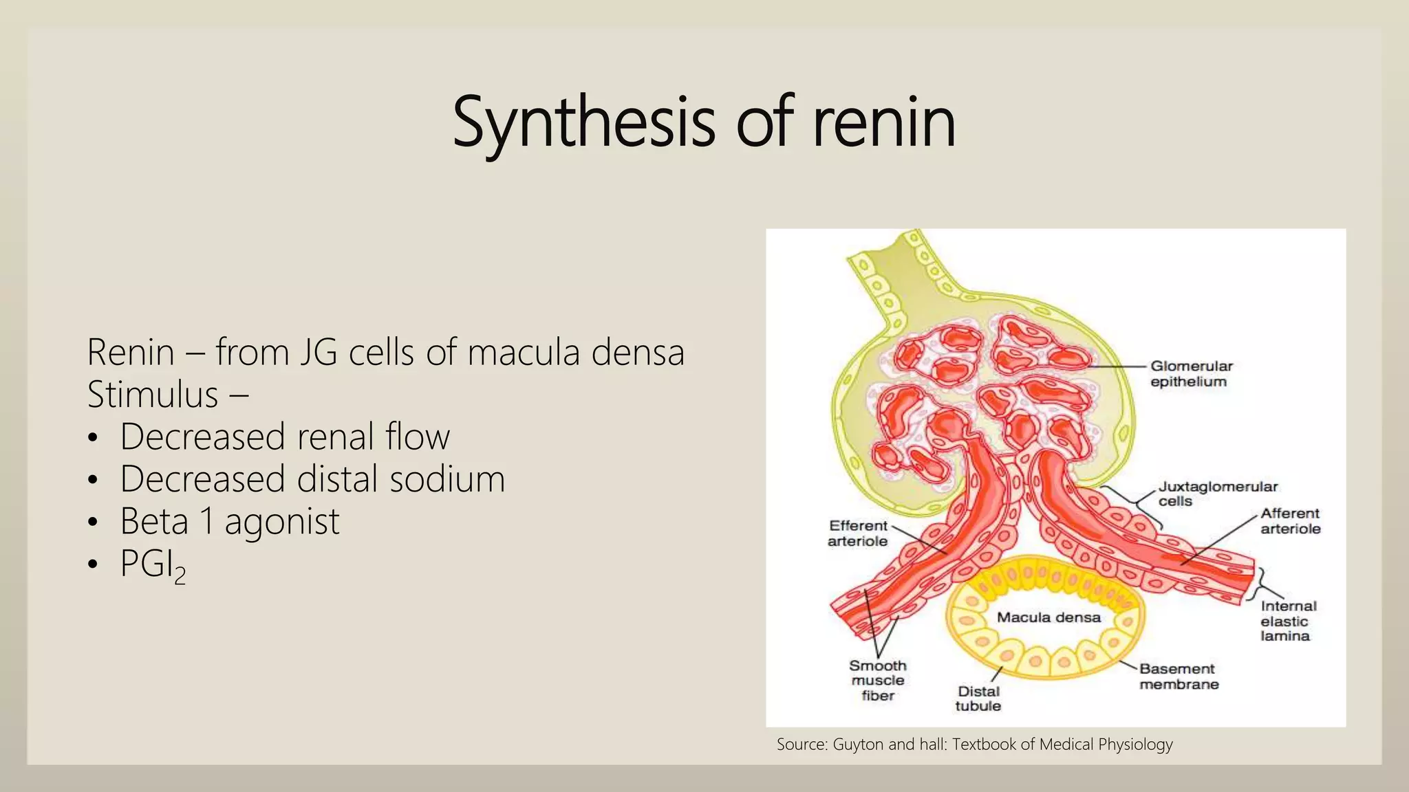 Renal physiological function | PPTX | Endocrine and Metabolic Diseases ...
