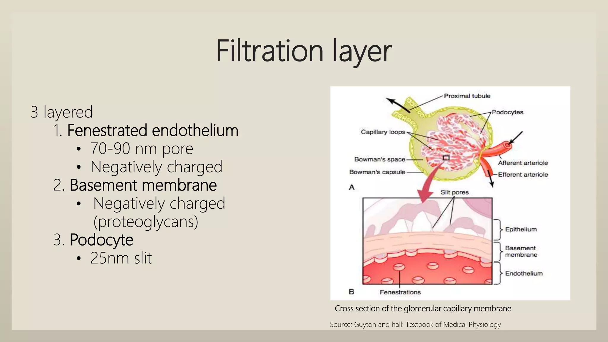 Renal physiological function | PPTX