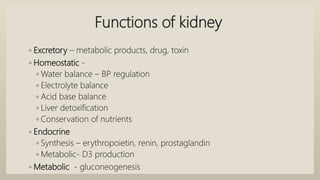 Renal physiological function | PPTX | Endocrine and Metabolic Diseases ...