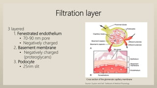 Renal physiological function | PPTX | Endocrine and Metabolic Diseases ...