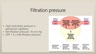Renal physiological function | PPTX | Endocrine and Metabolic Diseases ...