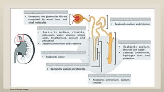 Renal physiological function | PPTX | Endocrine and Metabolic Diseases ...