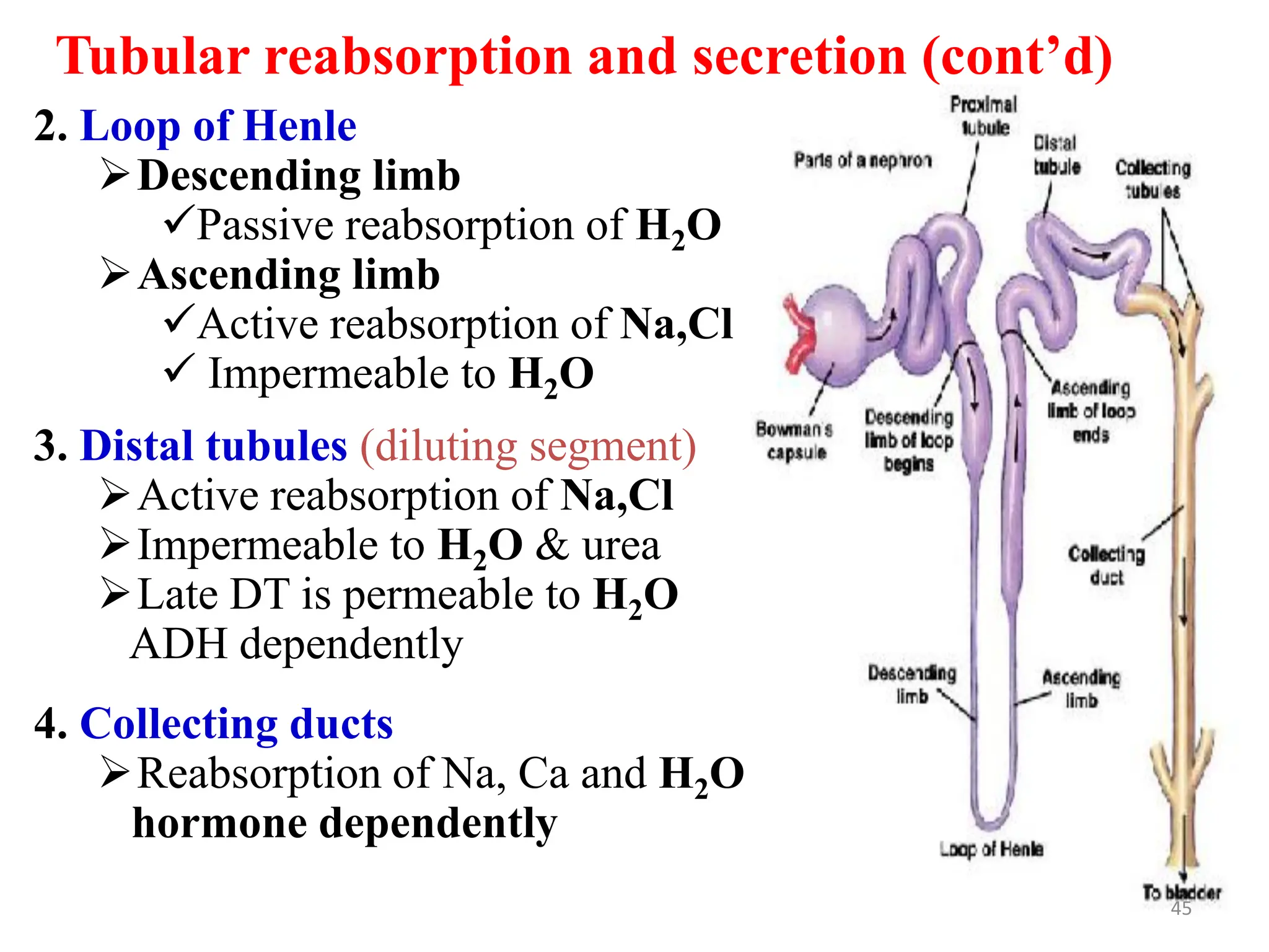 RENAL PHYSIOLOGY-1.pdf