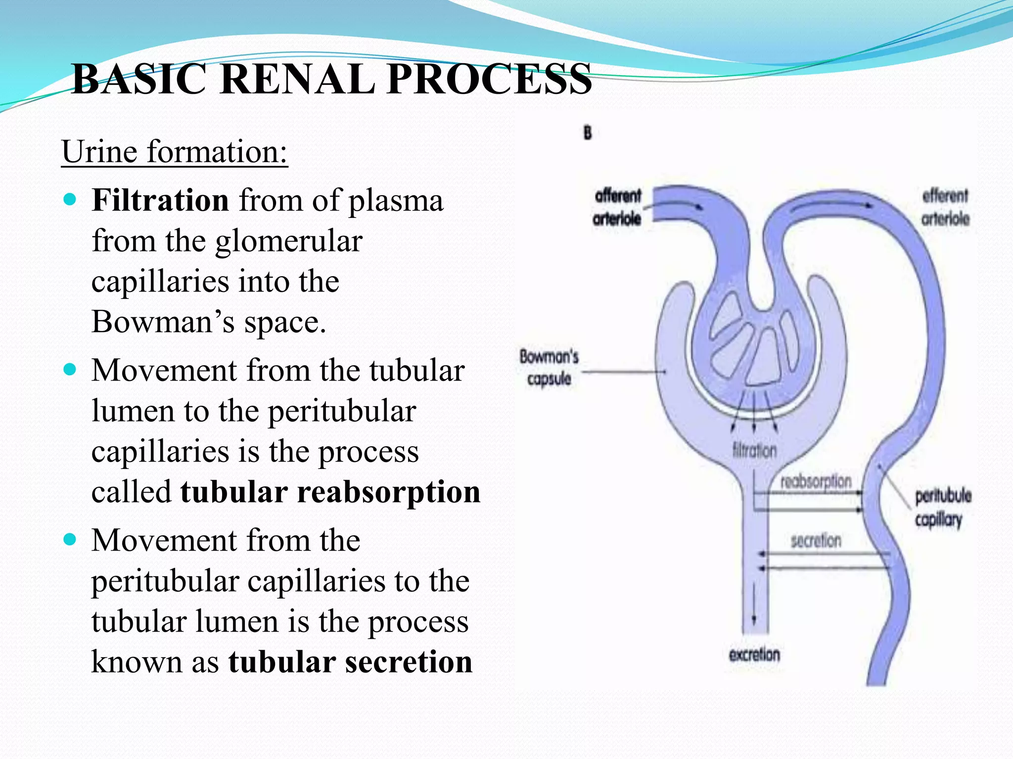 Renal Physiology | PPTX