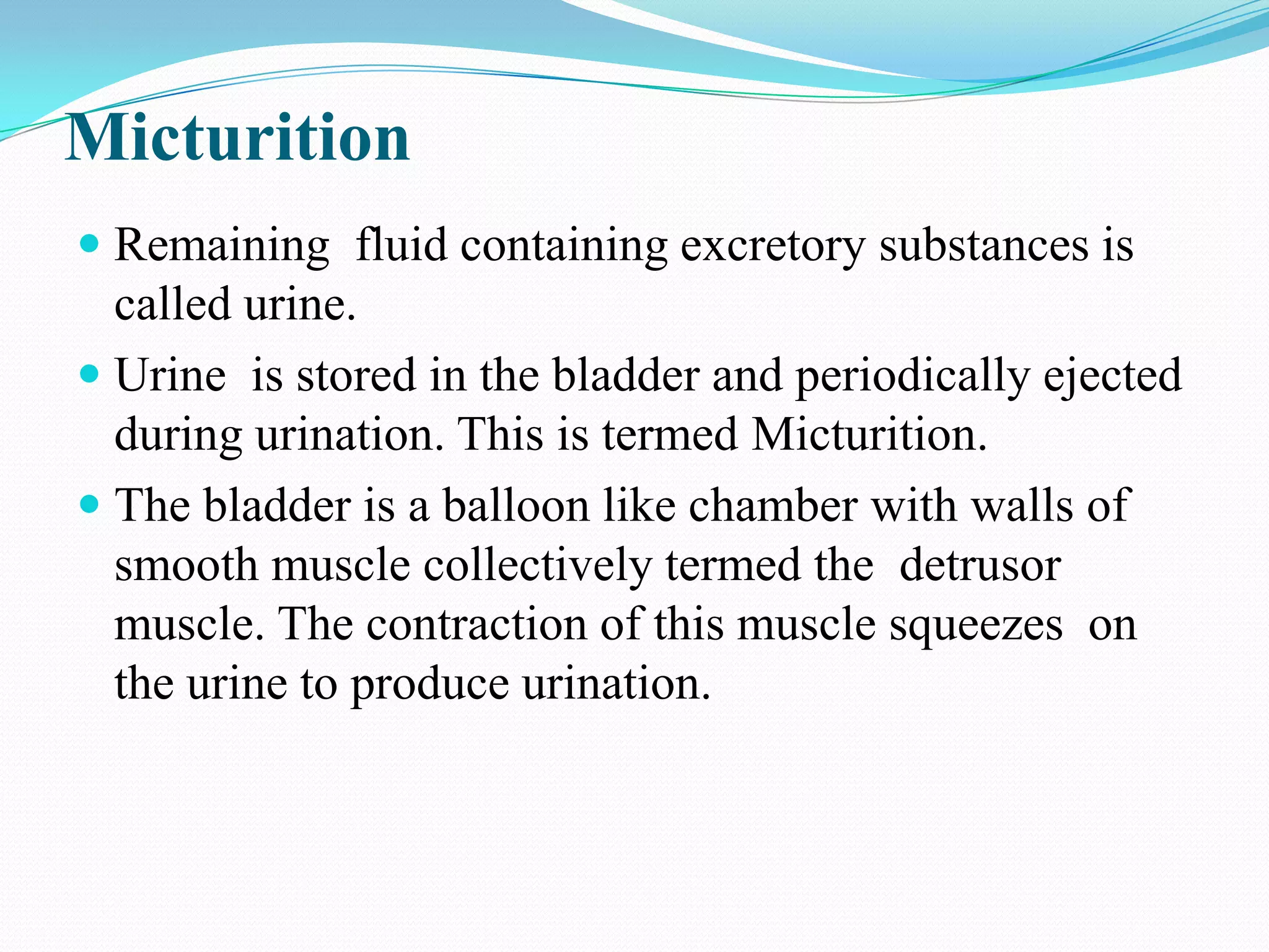 Renal Physiology | PPTX