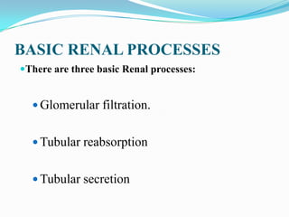 Renal Physiology | PPTX