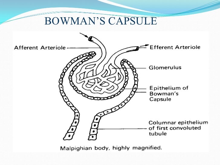 Renal Physiology