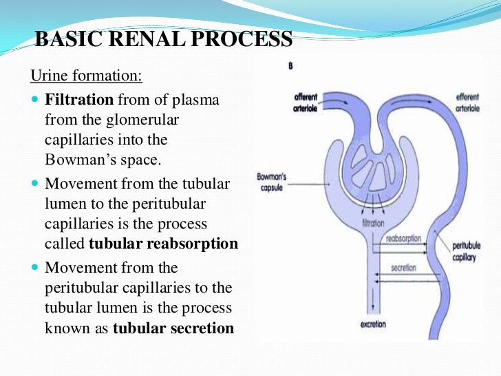 Renal Physiology