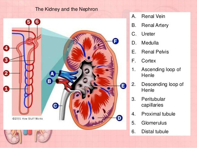 Renal physiology