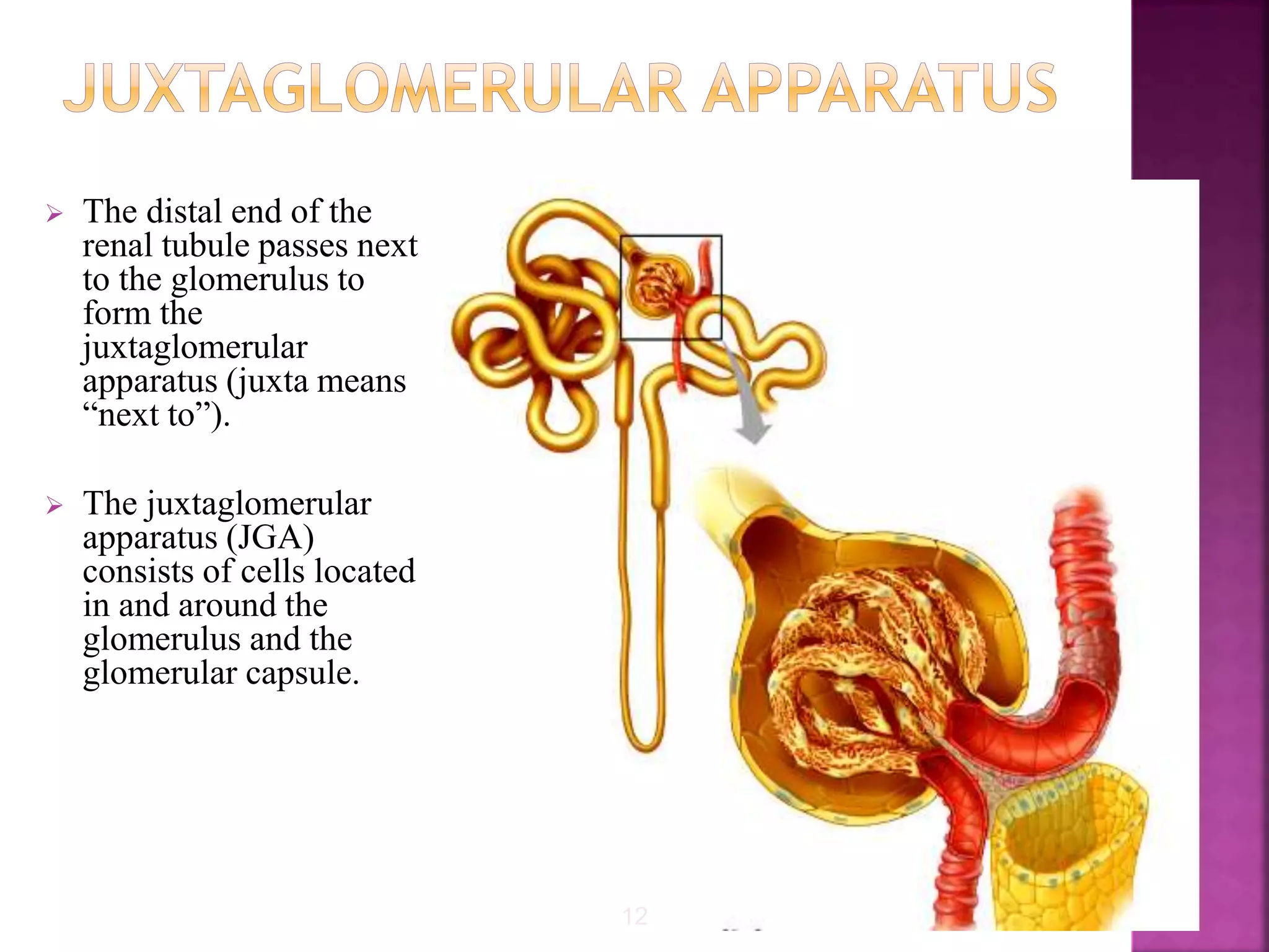 Renal physiology | PPTX