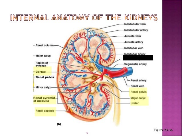 Renal physiology